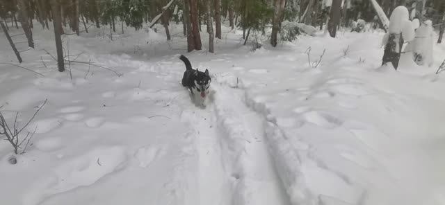Встреча с кабанами в лесу! Охотничьи лыжи, собака Машка .