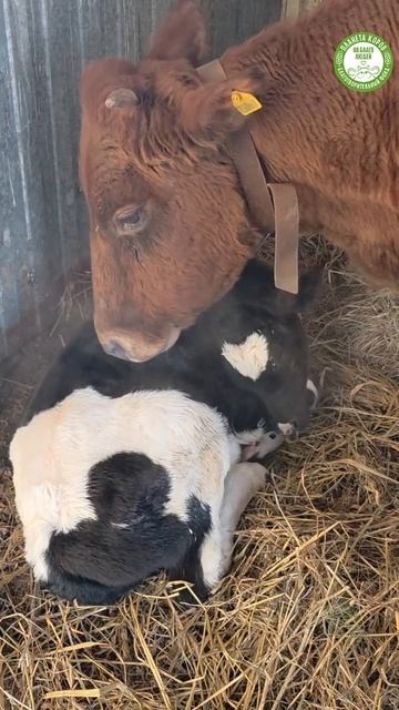 Корова - это  мама, она в любом возрасте, отдаёт свою любовь, даже когда сил уже не так много