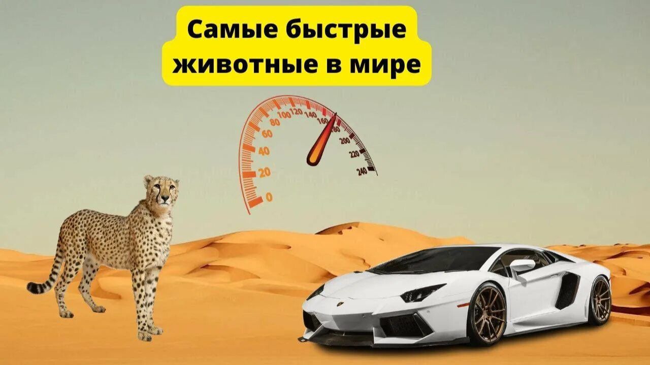 топ самое быстрое животное! самое быстрое животное в мире! какое животное самое быстрое!