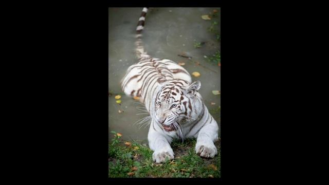 # я нашёл свои фотки 🐯🐯фотки себя🐯🐯🐯!!!