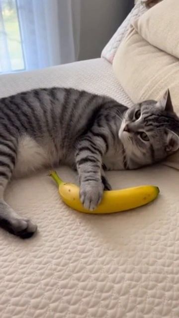 Бананофобия 🐱