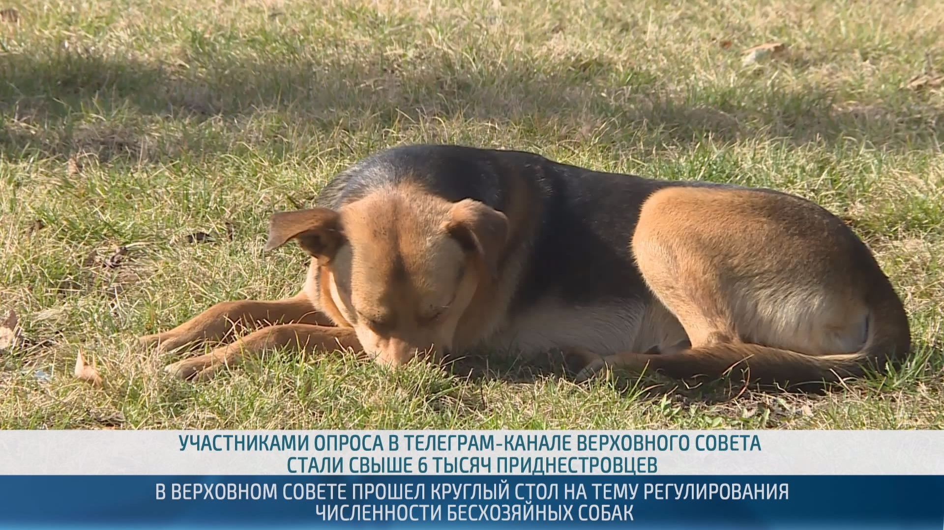 В Верховном Совете прошел круглый стол на тему регуляции численности безнадзорных собак – 5.02.2026
