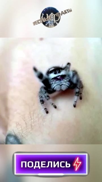 Пауки-скакунчики  (@infackts)