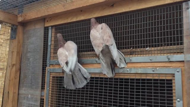 Мраморные голуби!