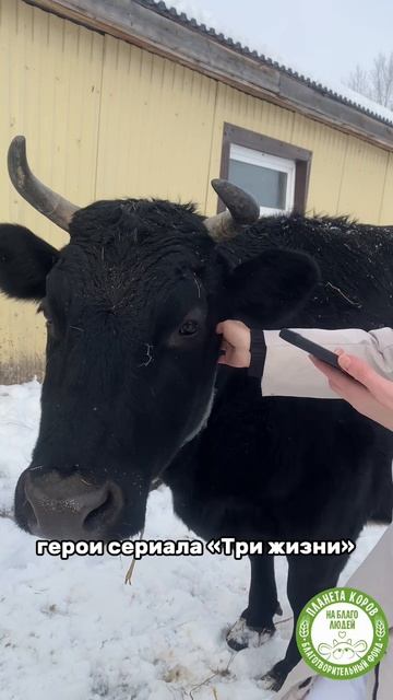 «Три жизни» - 16 серия.  Паллави, Шакти и Чандра обожают, когда Ксения читает им ваши сообщения!