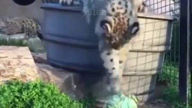 снежный барс против капусты