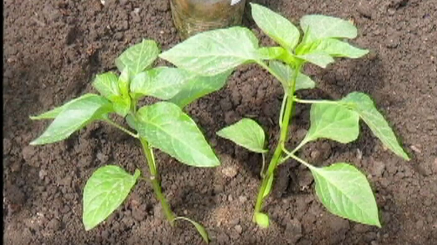 Выращивание рассады перцев