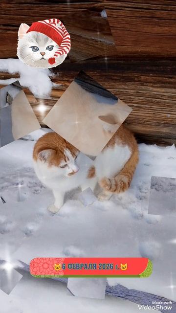 🐱 КОТЫ🐱6 ФЕВРАЛЯ 2026 г.🐱