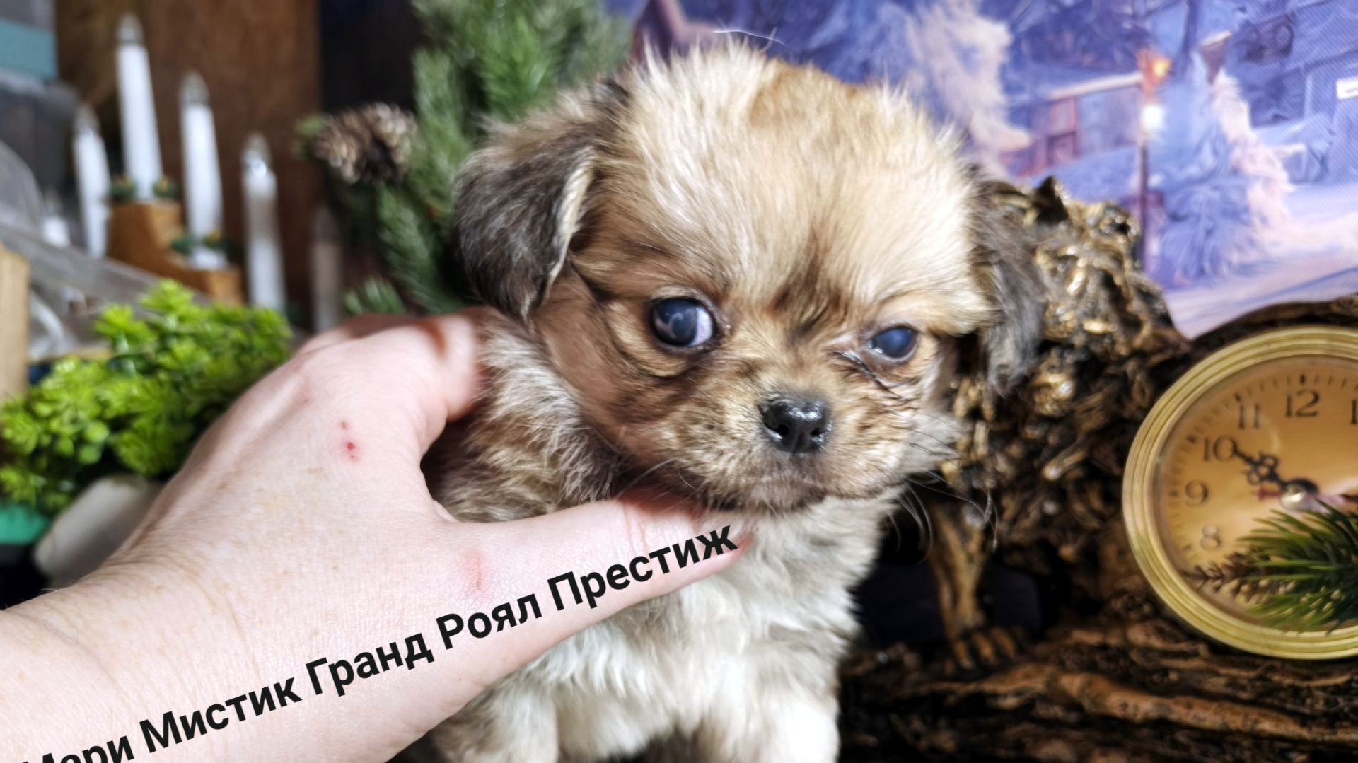 Как из здорового щенка - вырастить больную собаку ? В каком возрасте "должны" встать уши у #чихуа