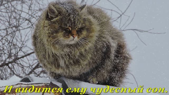 КОТ И ЕГО НОВОГОДНЯЯ СКАЗКА