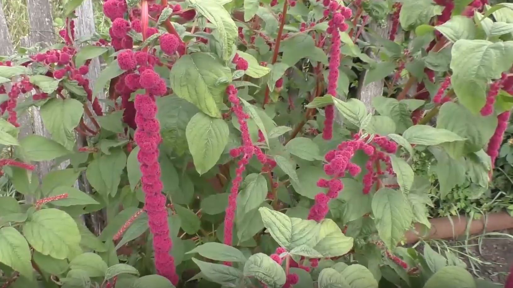 Амарант ХВОСТАТЫЙ ЛАВИНА