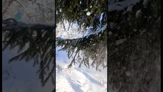 17-01-2026 сезон 2026