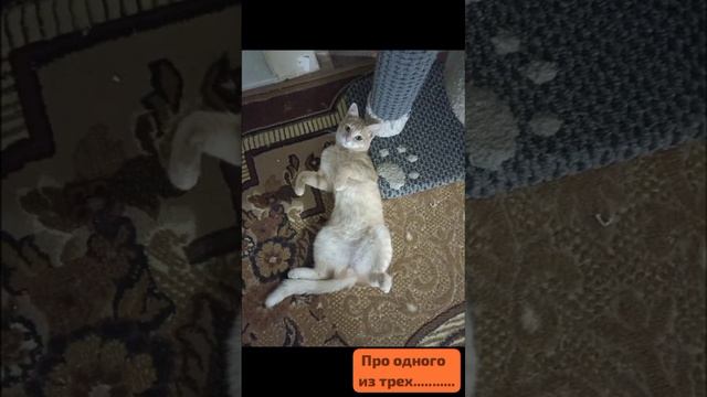 "Живёт с матерью- отцом". Судьба одного из трёх.