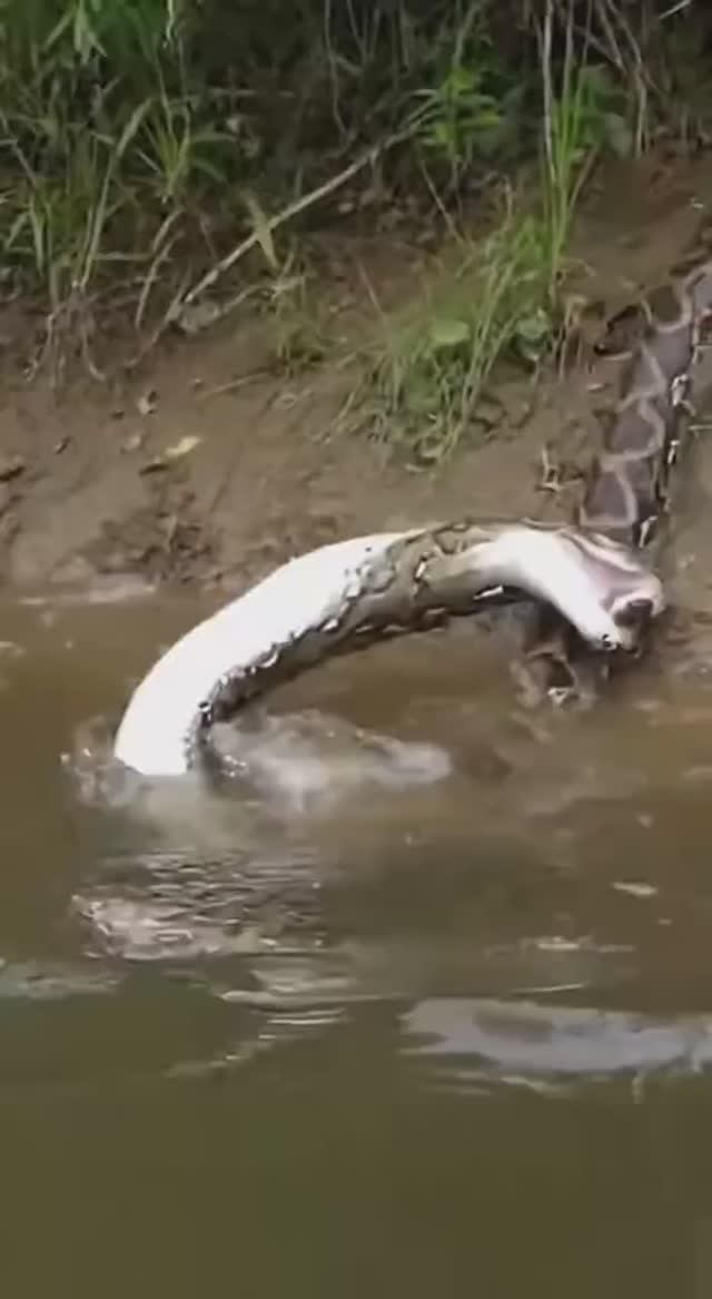 Огромный питон заполз в реку охотником и оказался жертвой! 🎥