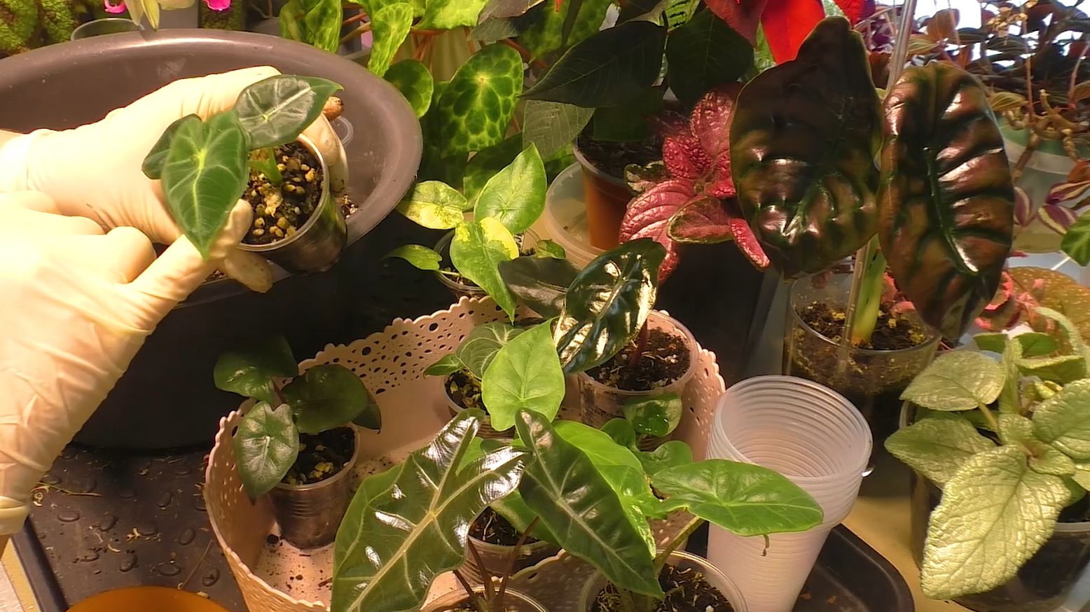 Ращу АЛОКАЗИИ из клубней с АВИТО. Три месяца от покупки. Перевалка