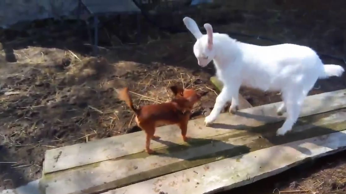 Драка на мосту