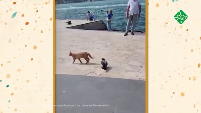 «Чудеса природы». Новая серия телепроекта «Живой журнал»! Анонс. Канал ЗОО ТВ