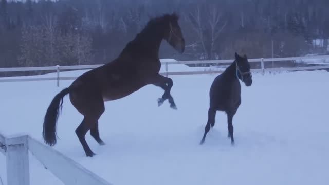 "Кукушечка" - казачья песня