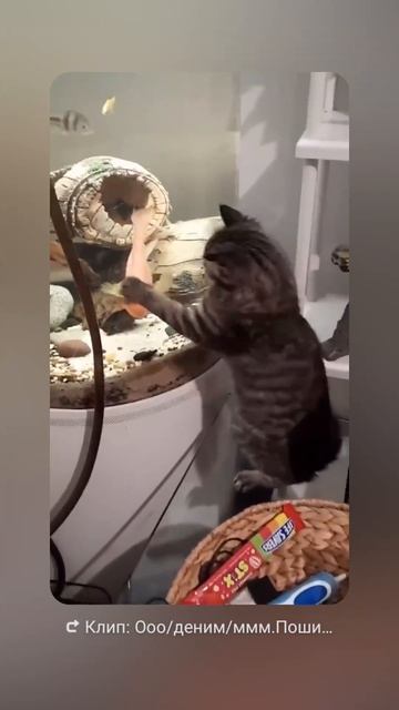 близко локоть да ни укусишь