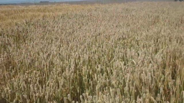 Пшеница мягкая яровая КВС Торридон