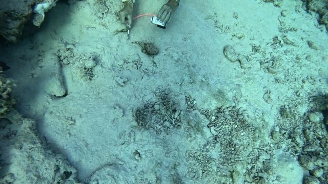 скорпена, дайвинг в Египте, Шарм-эль-шейх