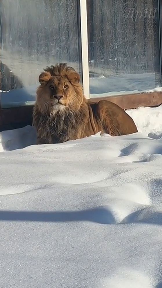 Лев Шерхан. я спросил у ясеня где моя любимая?