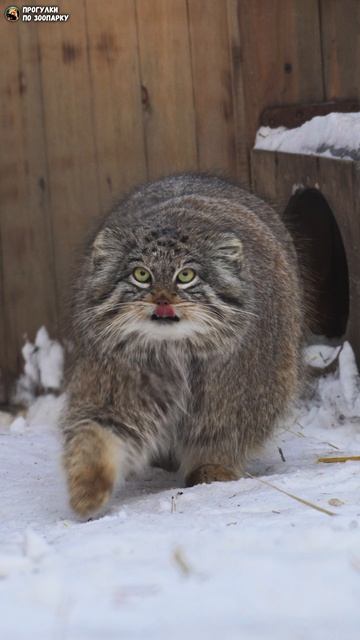 Манул Снежинка потягивается и крадется. Новосибирский зоопарк