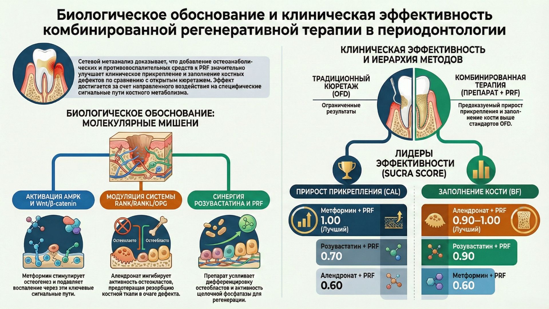 Регенерация пародонта розувастатином, метформином и алендронатом
