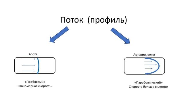 Введение в гемодинамику (л1) Анастасия Юсупова