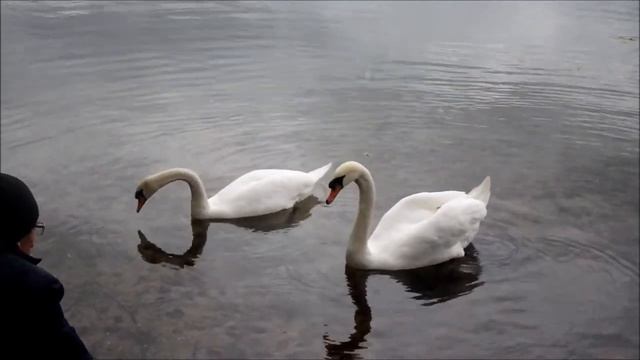 Лебеди на Виштынецком озере