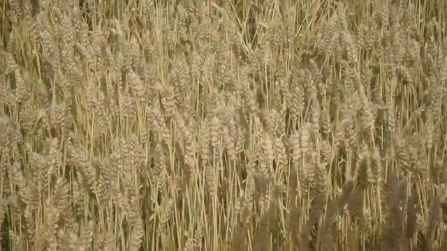 Пшеница мягкая яровая Арабелла