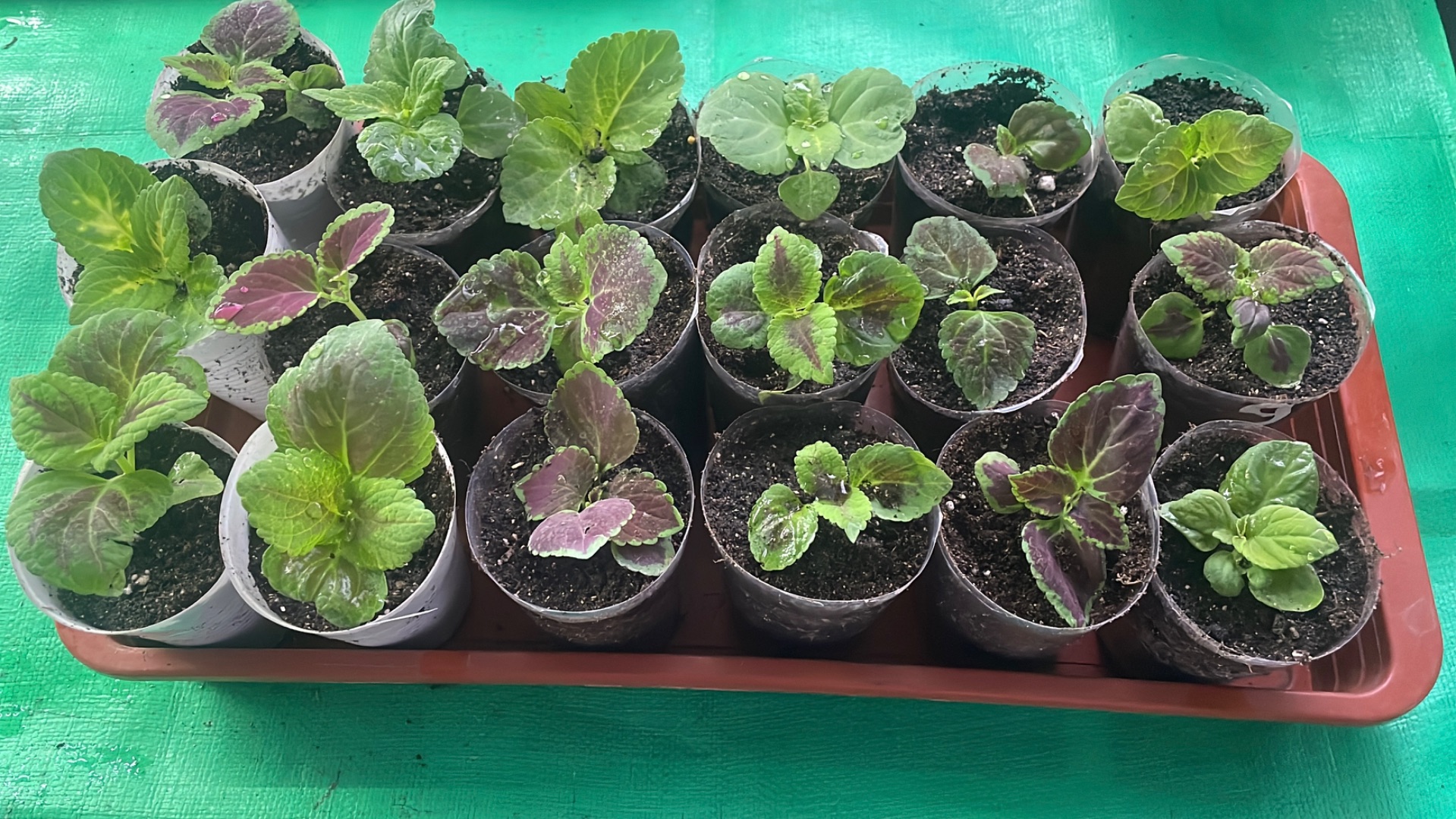 Переваливаю Колеусы, выращенные из семян, в больший объём.