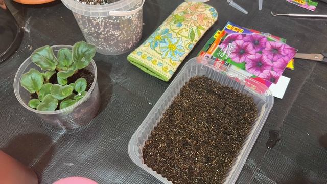 Болталка.Сею петуньи.Как все изменчиво.Ответ на коммент.