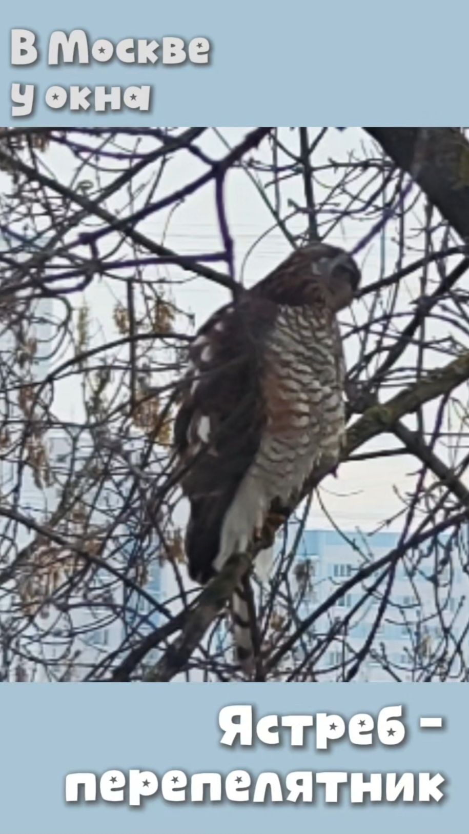 Ястреб - перепелятник в Москве 7.02.2026 года.