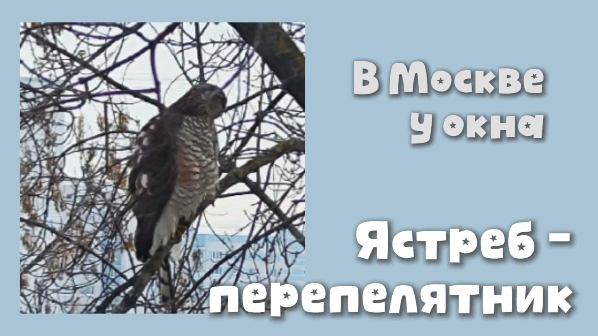 Ястреб - перепелятник в Москве 7.02.2026 года.