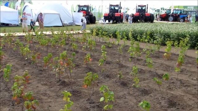 Смородина чёрная Катюша