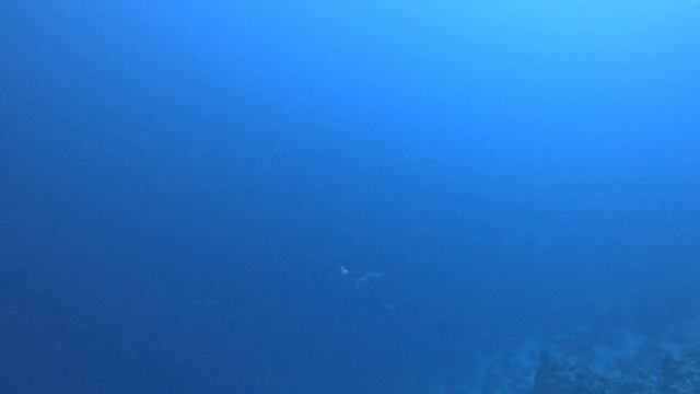 дайвинг, Египет, Шарм-эль-шейхе