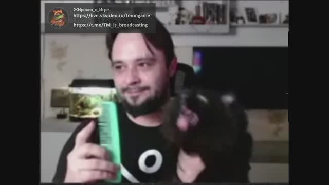 расчёска и кот