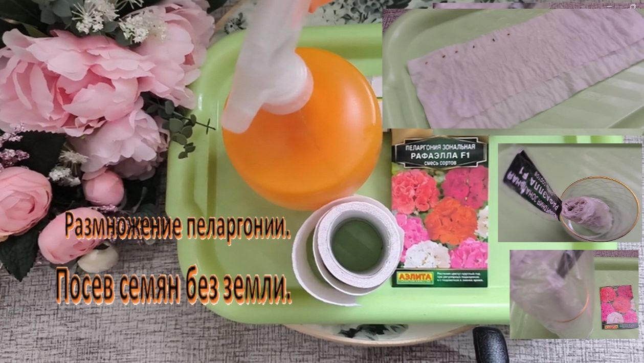 Пеларгония. Размножение пеларгонии. Посев семян без земли в пеленках, лучший способ посева..