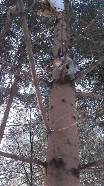 Белка заметила опасность