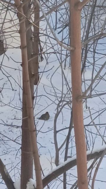 Снегирь пасётся под окнами офисов. Февраль 2026