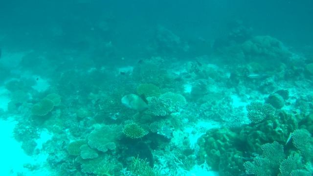 Триггер-фиш, дайвинг на Мальдивах