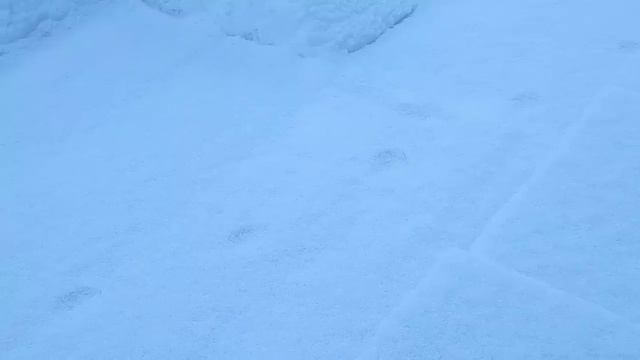 К нам ночью приходила ЛИСА