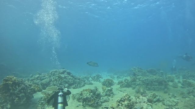 наполеон, дайвинг в Шарм-эль-шейх, Египет