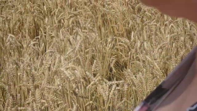 Пшеница мягкая яровая Сударыня