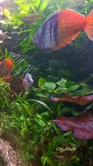 аквариумная жизнь