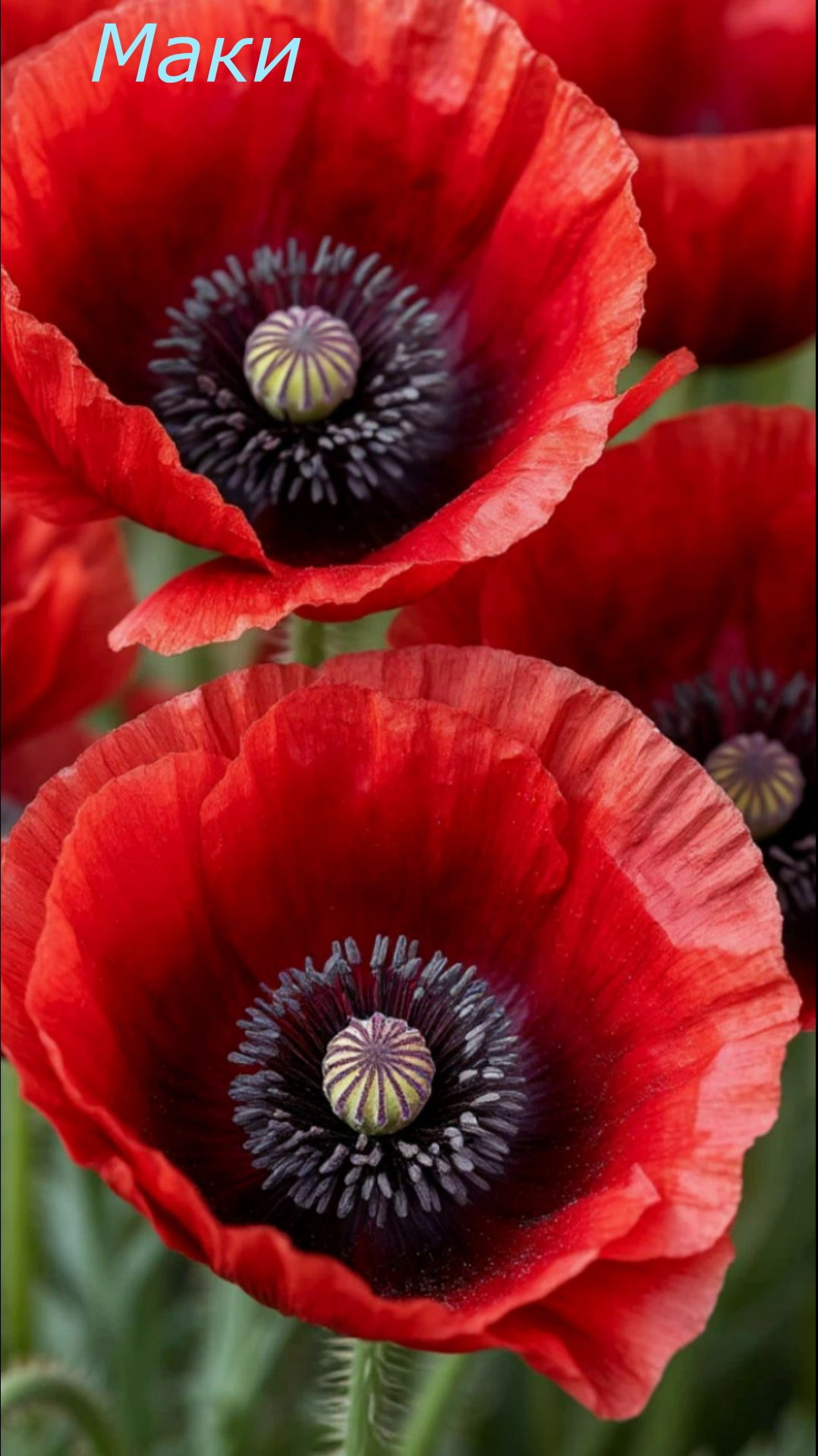 Маки