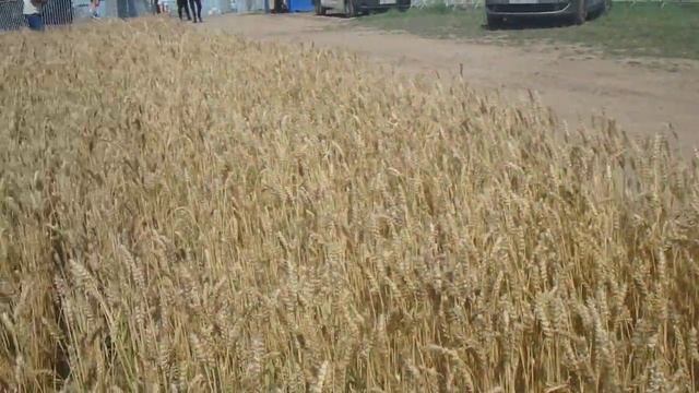 Пшеница мягкая яровая Сонетт