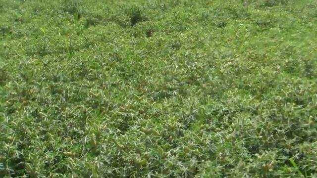 Люпин жёлтый Булат