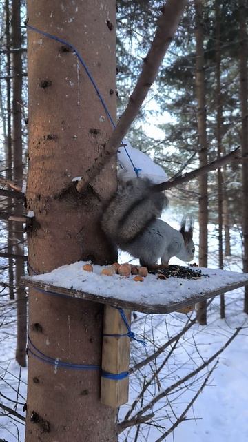 Белка выбрала фундук